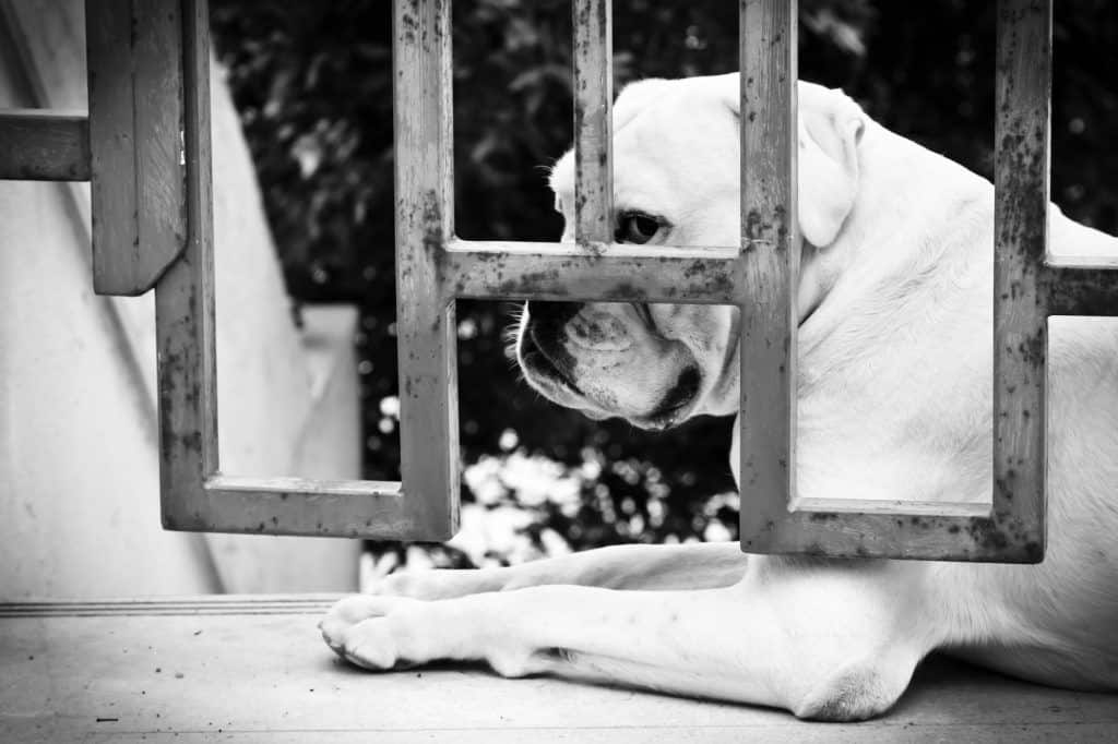 The Top 5 Reasons for Dog Anxiety