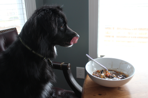Beef Stew for Your Dog (and You, Too!)