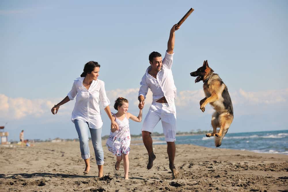 Vacation Tips When Traveling With Your Pet