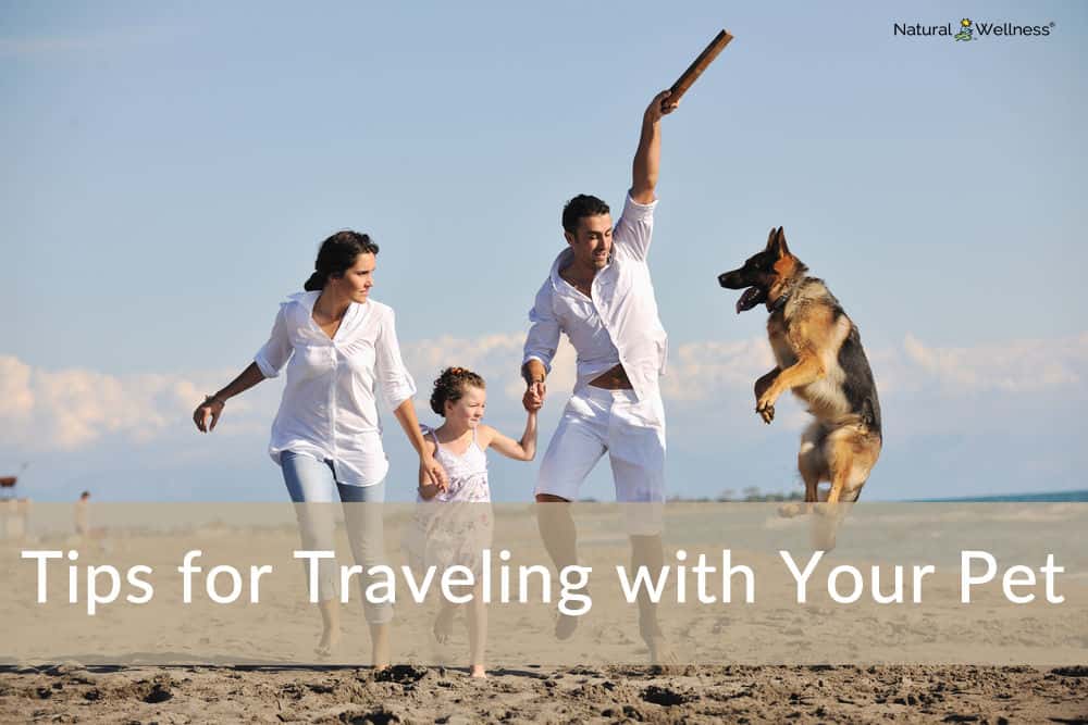 Vacation Tips When Traveling With Your Pet